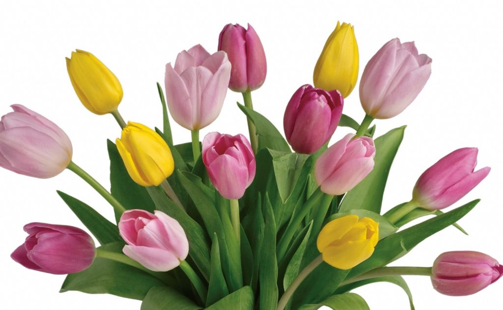 Tulip Bunch (CF12-05) - Bunches Flower Co.