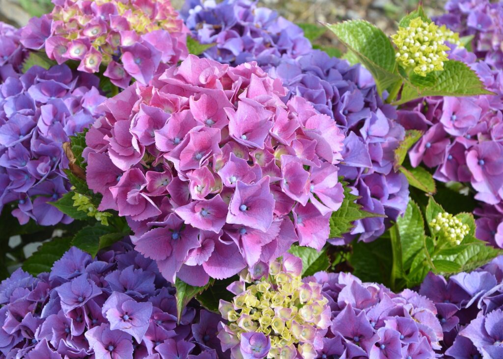 Hydrangea Bouquet (CF20H-01) - Bunches Flower Co.