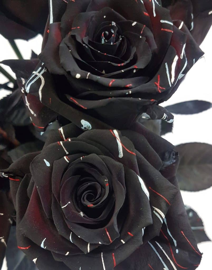 2 Black Roses (RSBL23-02) - Bunches Flower Co.